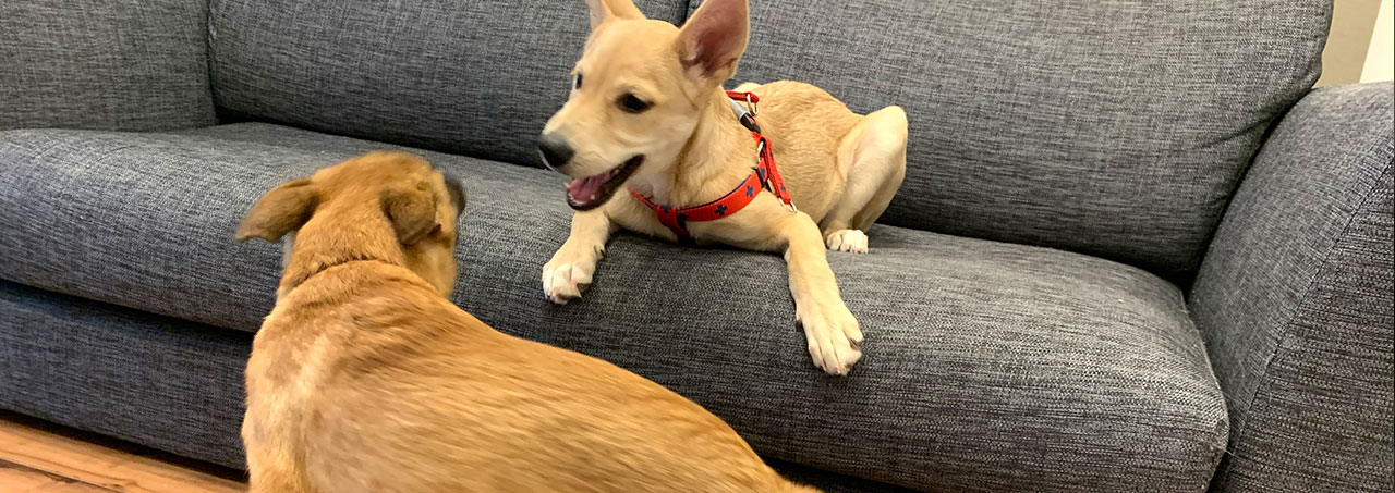 Adapt Dog-保護犬活動支援‣ Dog Research Company